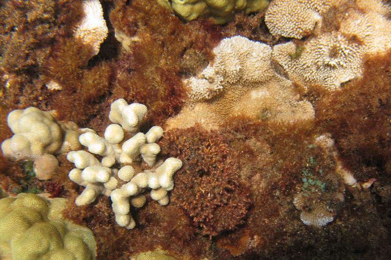 Restoring natural grazing processes to help coral reefs