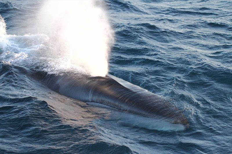 Genetics reveal Pacific subspecies of Fin Whale