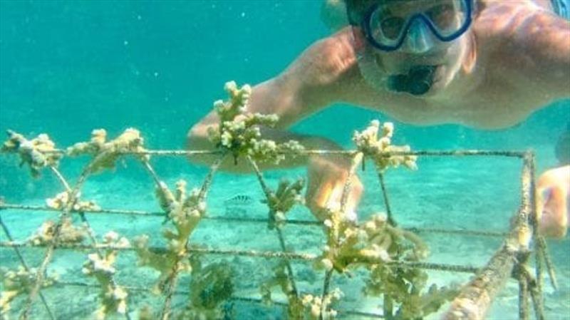 Coral gardening gives reefs a helping hand